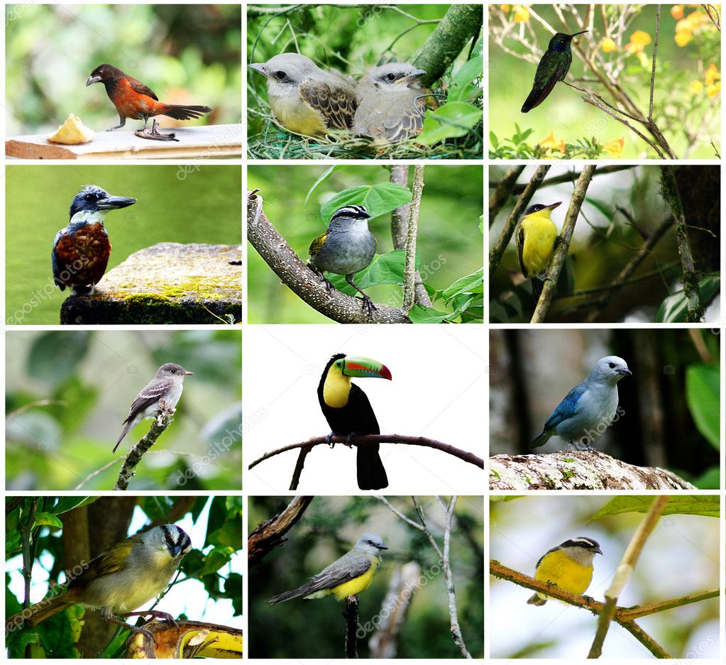 Bird Collage — Stock Photo © CraterValley #5213632