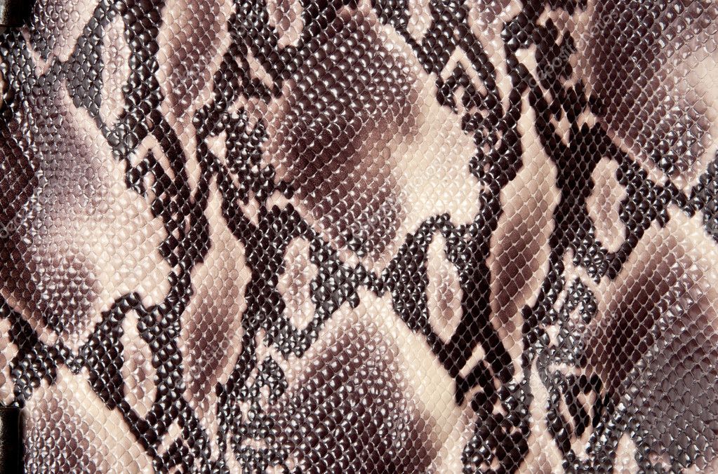 Snakeskin — Stock Photo © Sun_rise #4373431