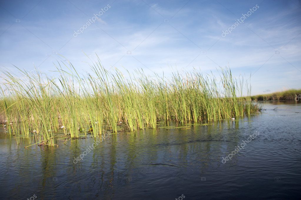 Okavango delta Stock Photo by ©piccaya 5203120
