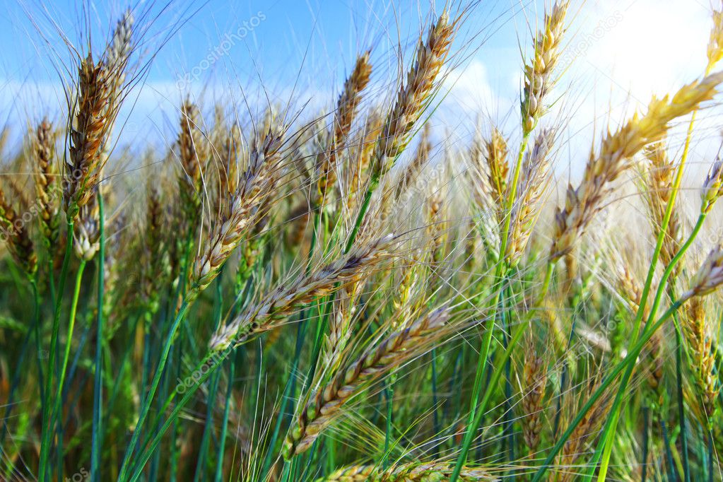 Centeio — Fotografias de Stock © VIZAFOTO #4238513