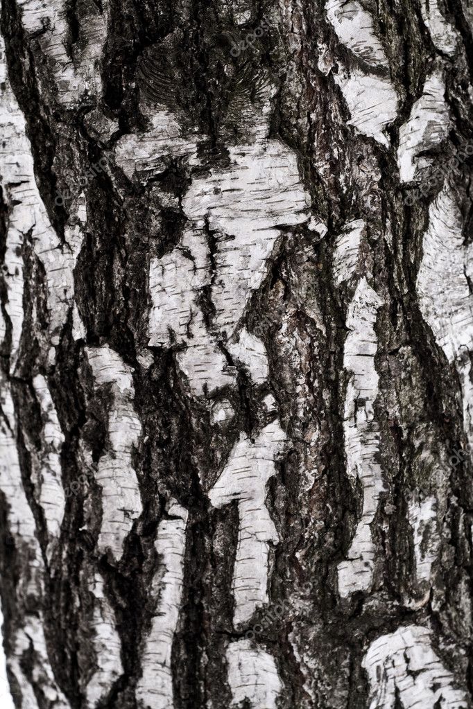 Birch punishment — Stock Photo © valzan #4119965