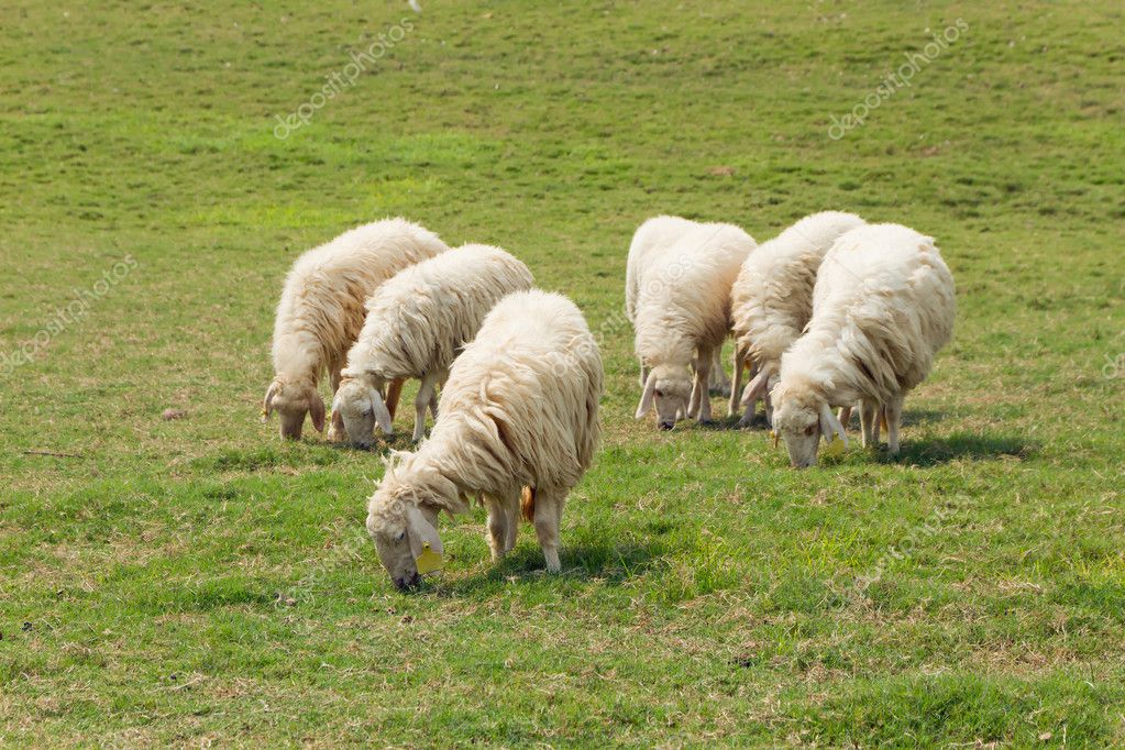 Six Sheep was eating on the lawn Stock Photo by ©nuttakit 5255266