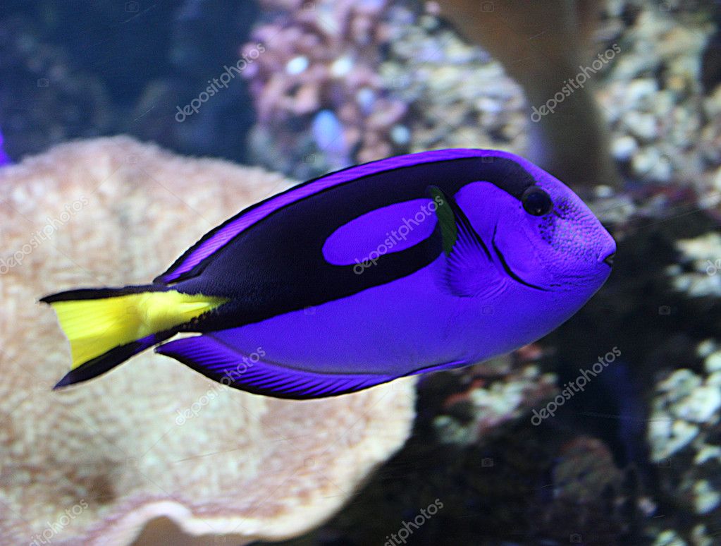Blue Tang — Stock Photo © daseaford #5096077