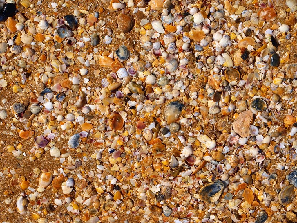 Seashells on a sand beach — Stock Photo © island #3980347