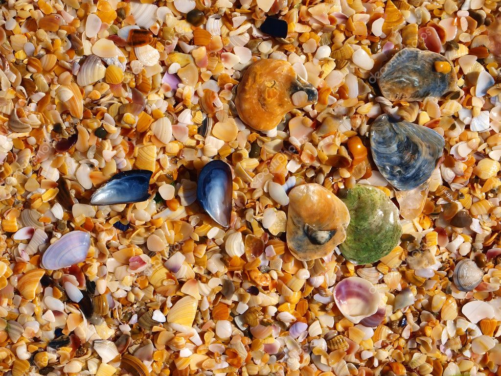 The beach of bright sea-shells — Stock Photo © island #3980365