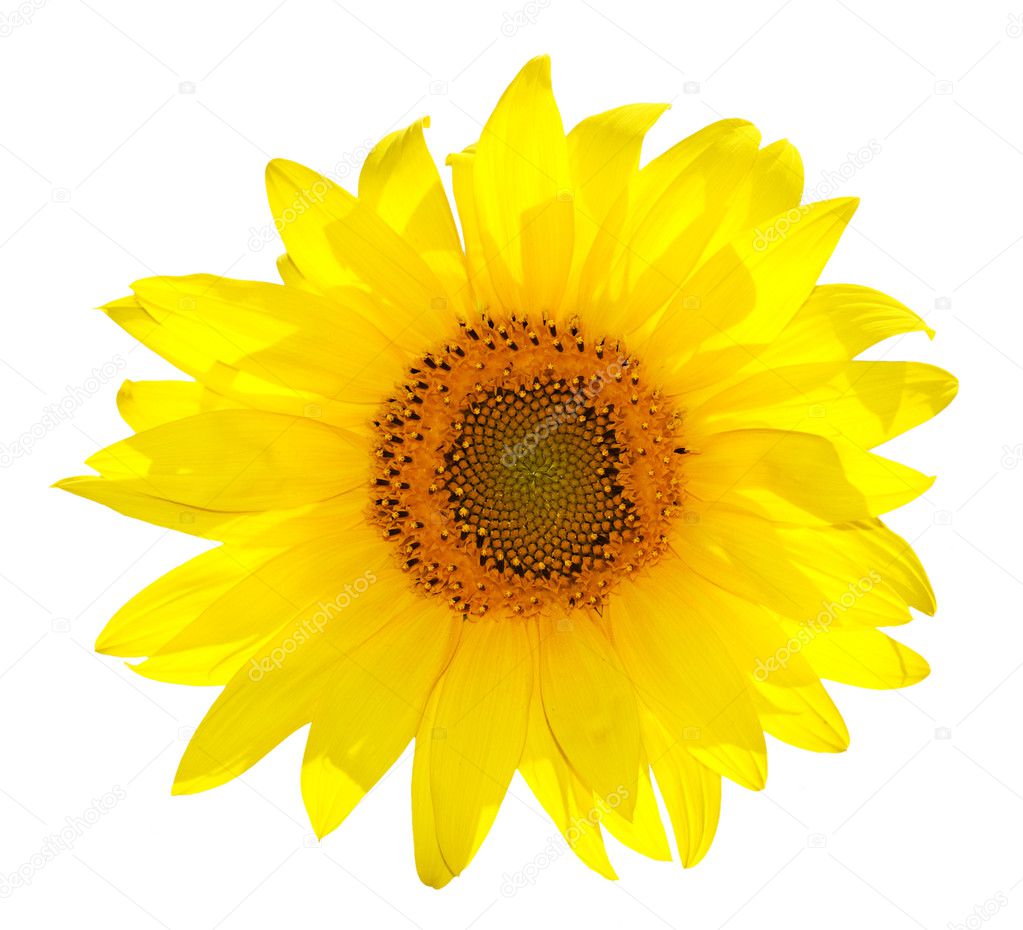 Isolated Single Sunflower On White Stock Photo by ©bambuh 4271704