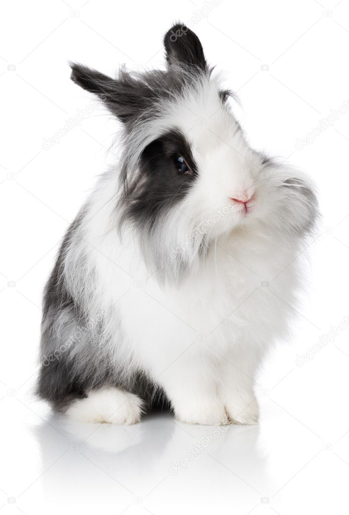 Rabbit Stock Photo by ©sedneva 4298391