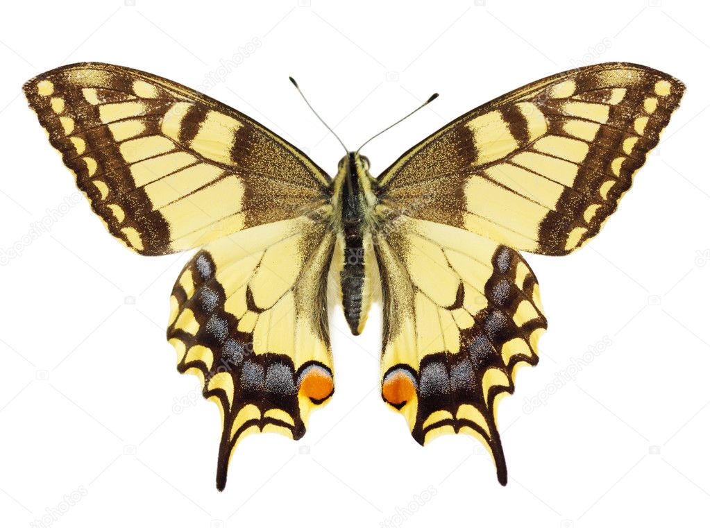 Butterfly — Stock Photo © mallivan #4962490