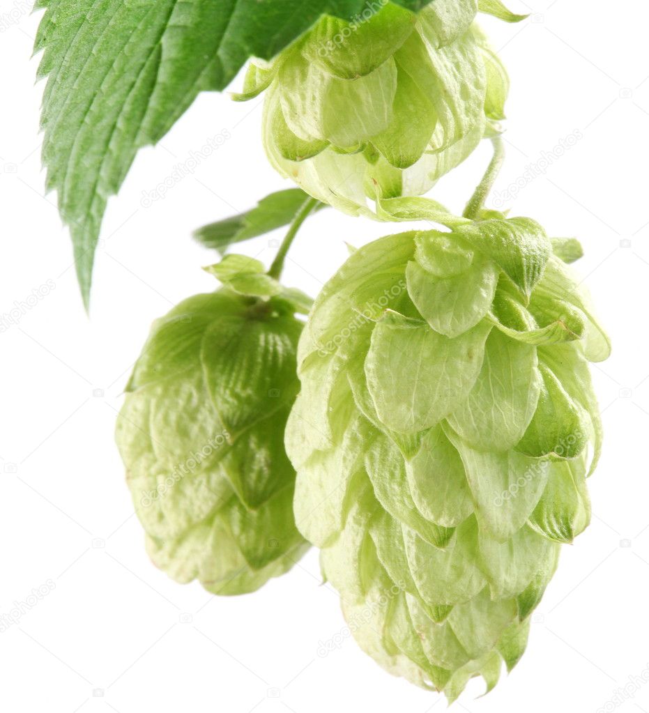 Branch of hops on a white background — Stock Photo © Valentyn_Volkov ...