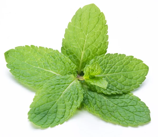 Feuilles de menthe verte images libres de droit, photos de Feuilles de ...