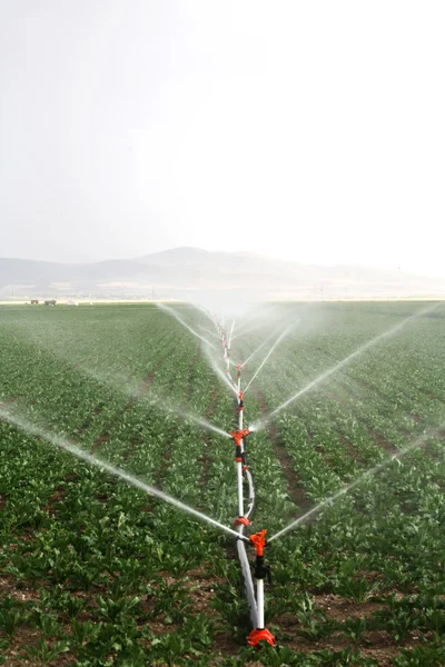 Irrigation sprinklers water a farm field against late afternoon — Stock ...