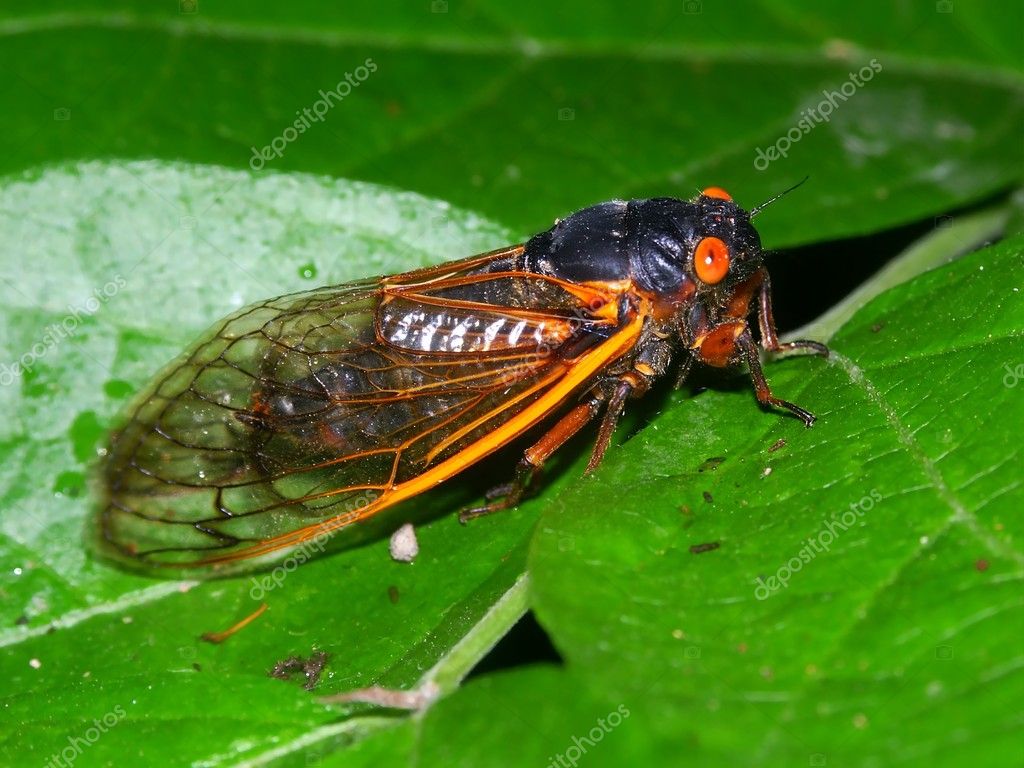 Periodical Cicada (Magicicada septendecim) — Stock Photo © Wirepec #4870357