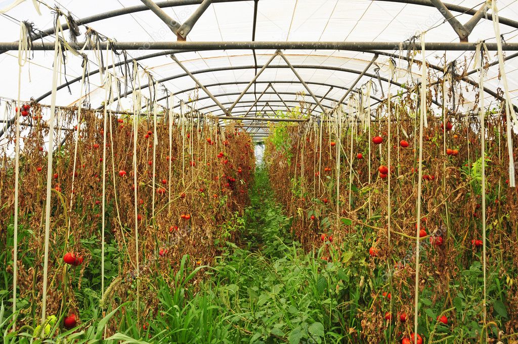 Plantas de tomate en invernadero 2023