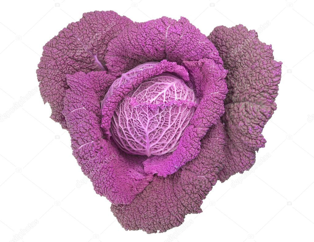 Red cabbage — Stock Photo © claudiodivizia #5175513