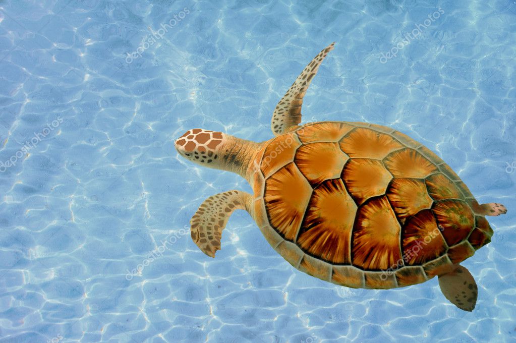 Green turtle swimming — Stock Photo © Vlad61 #4597990