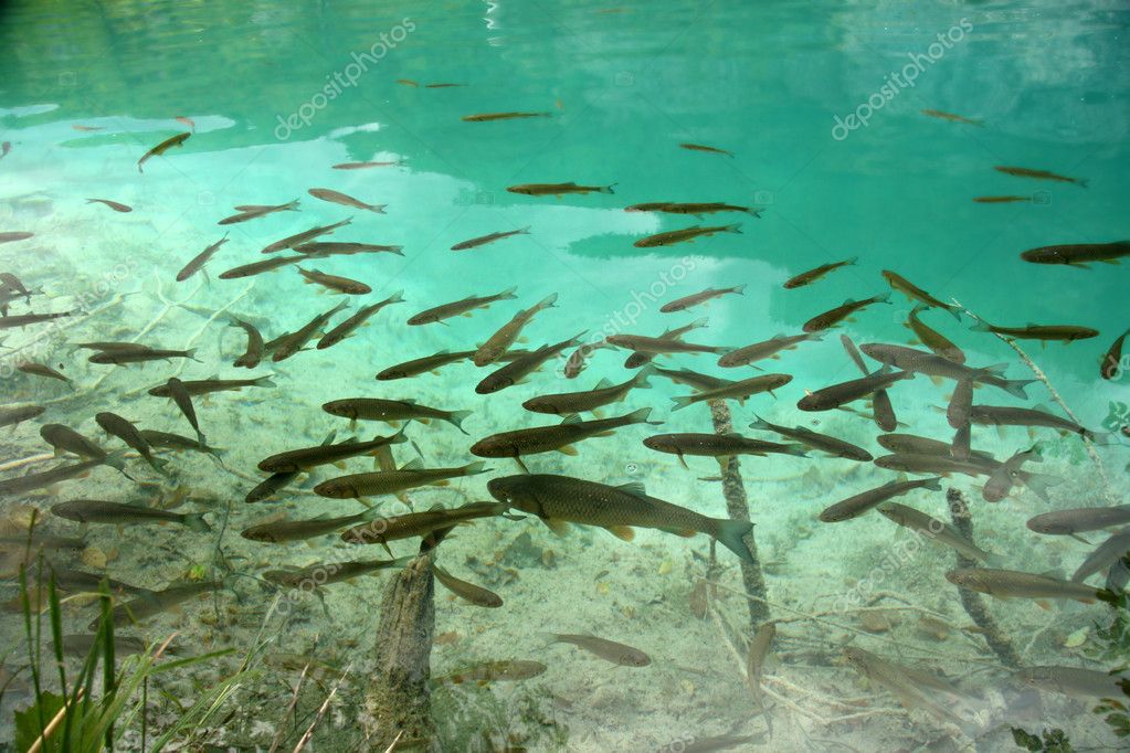The many fish in the clean lake water — Stock Photo © supersan #4697774