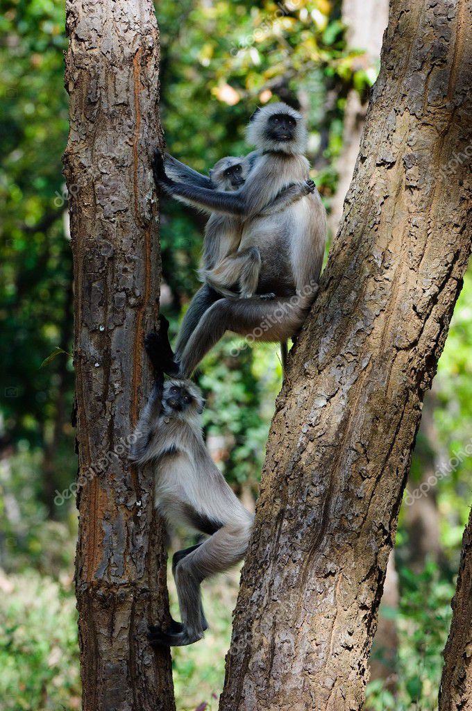 Langurs on the tree. — Stock Photo © SURZet #4009245