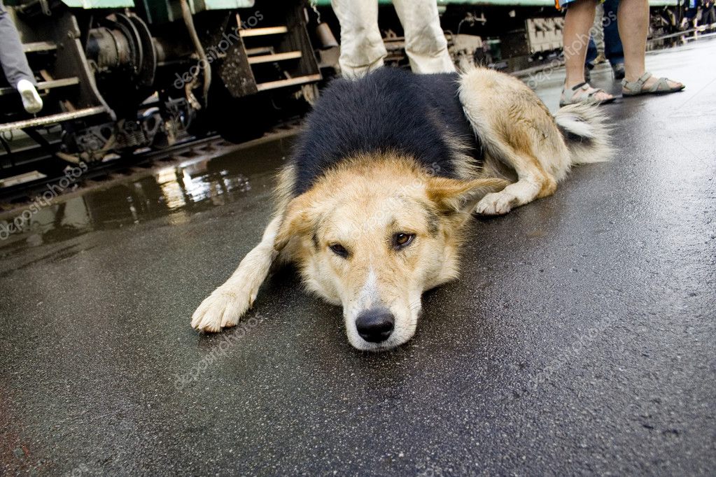 Homeless dog on railway station — Stock Photo © SizovIN #5123268