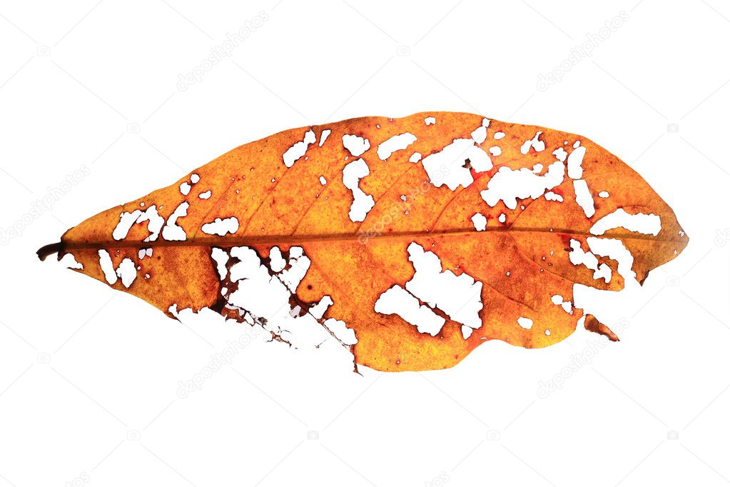 Decay leaf. — Stock Photo © wandee007 #5314057