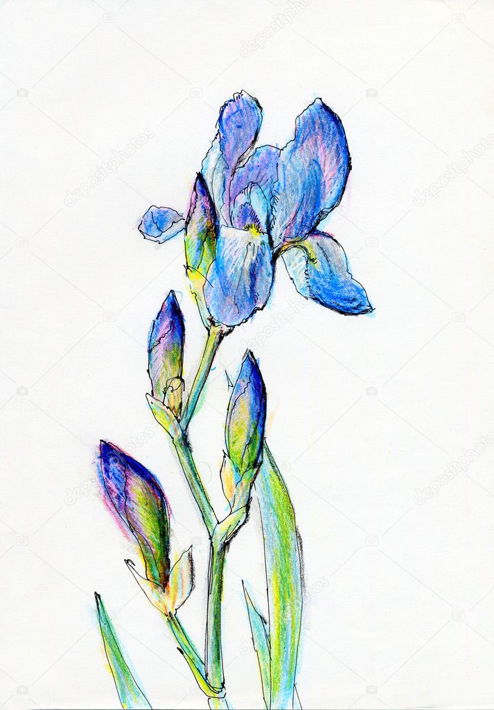 Drawing iris Stock Illustration by ©ninanaina #4237044