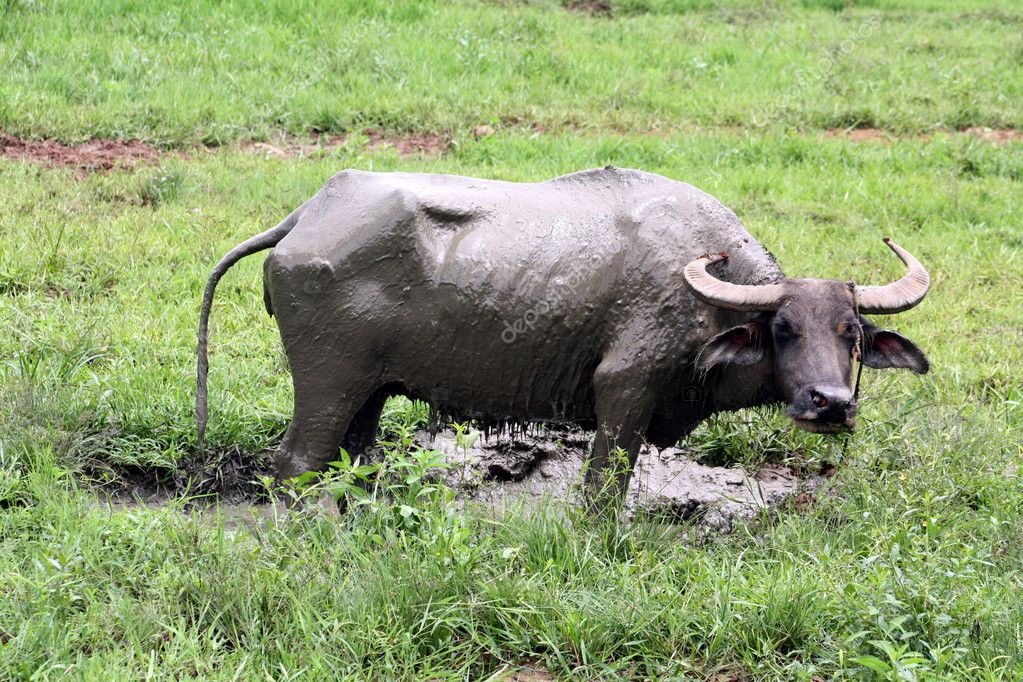 Carabao (Bubalus bubalis carabanesis) — Stock Photo © huggy1 #5151679