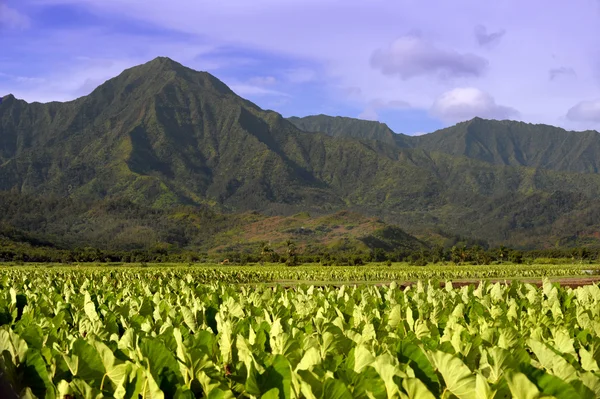 463 Taro field Stock Photos, Images | Download Taro field Pictures on ...