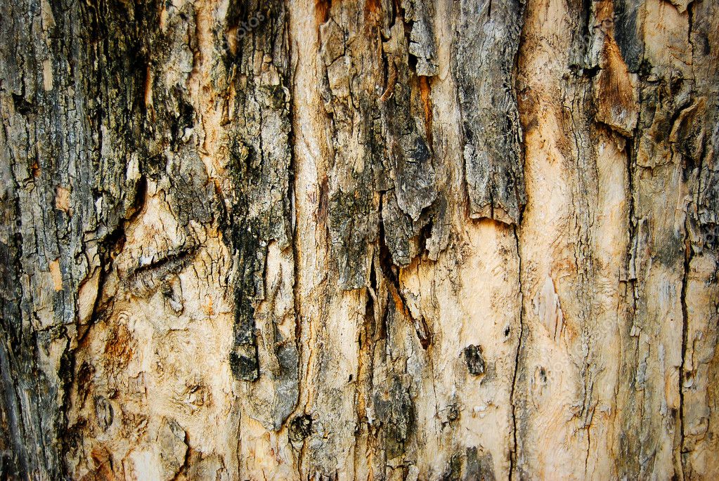 Grunge wood old tree texture — Stock Photo © zmkstudio #3967097