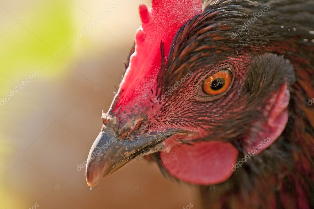 Chicken head — Stock Photo © jochenschneider #5370014