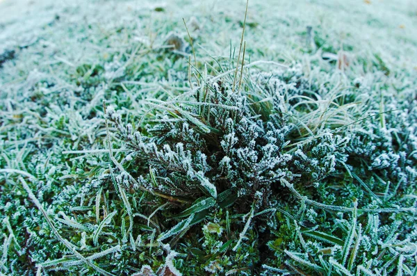 Moss tree Stock Photos, Royalty Free Moss tree Images | Depositphotos®