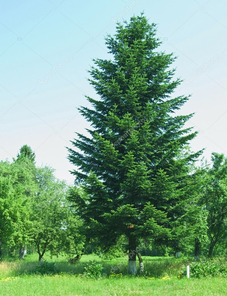 Sneak Peek: New Forest Colony Walkabout : r/OutreachHPG