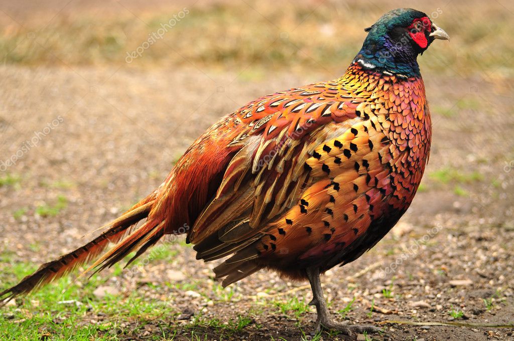 Wild chicken — Stock Photo © pixelmania #3961638