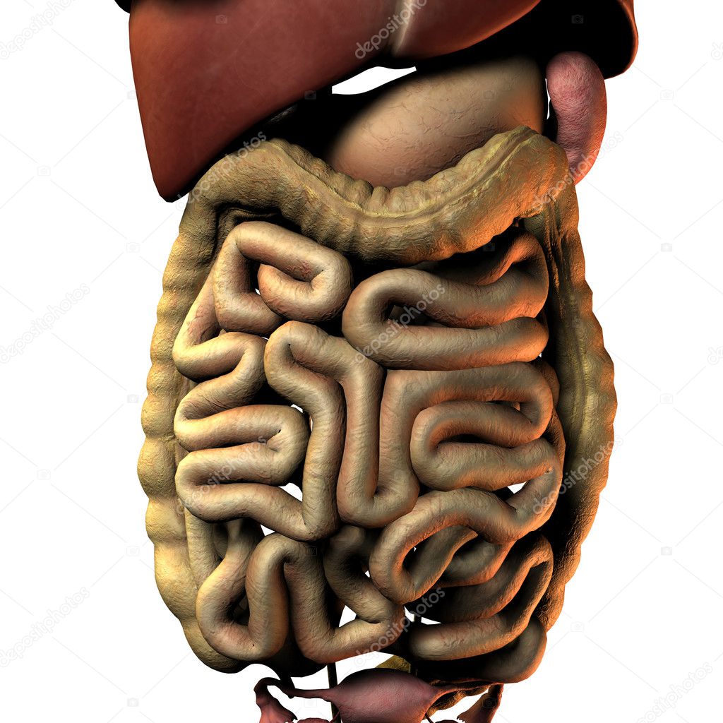 Intestinal internal organ of the woman — Stock Photo © DigitalArtB #5245393