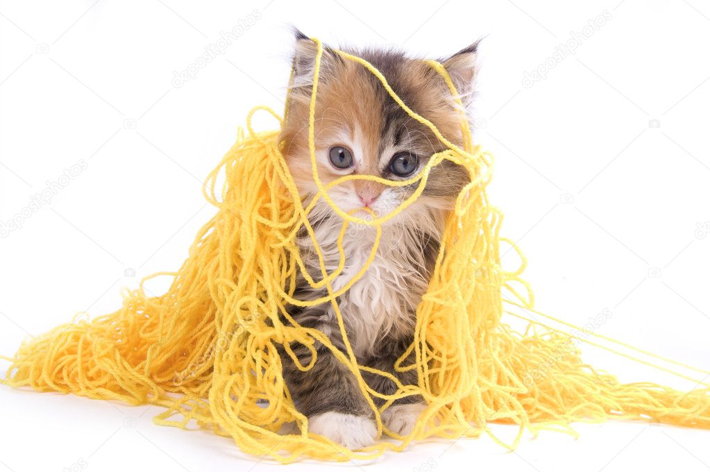 Kitty Stock Photo by ©kuban_girl 4092638