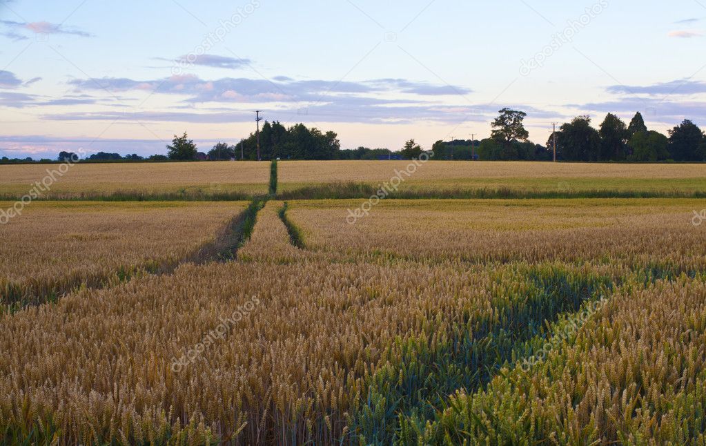 Beautiful corn field early in the morning — Stock Photo © dclloyd61 ...