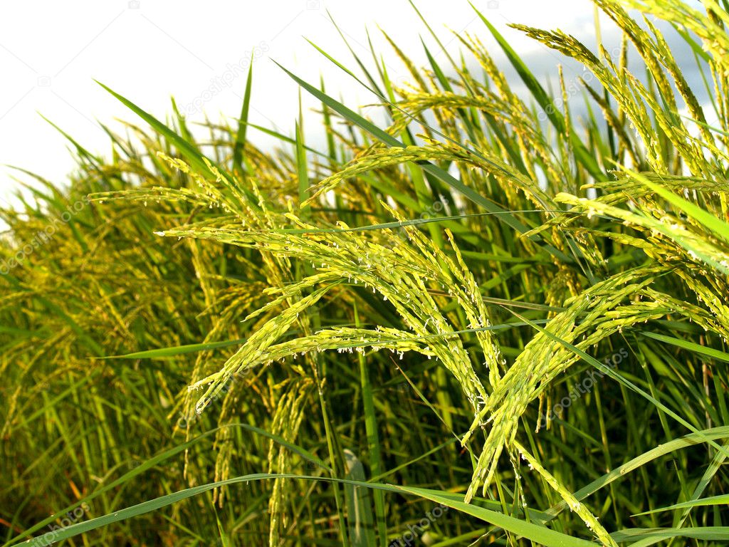 Rice farm — Stock Photo © porjai #4171369