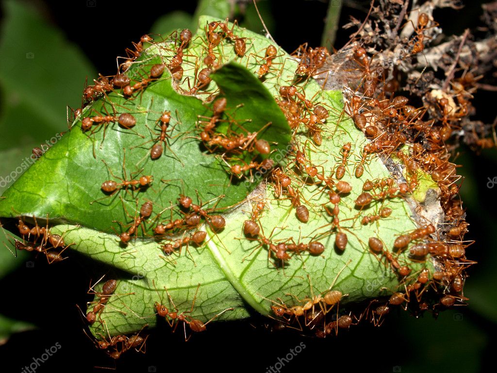 Red ants — Stock Photo © porjai #4181892