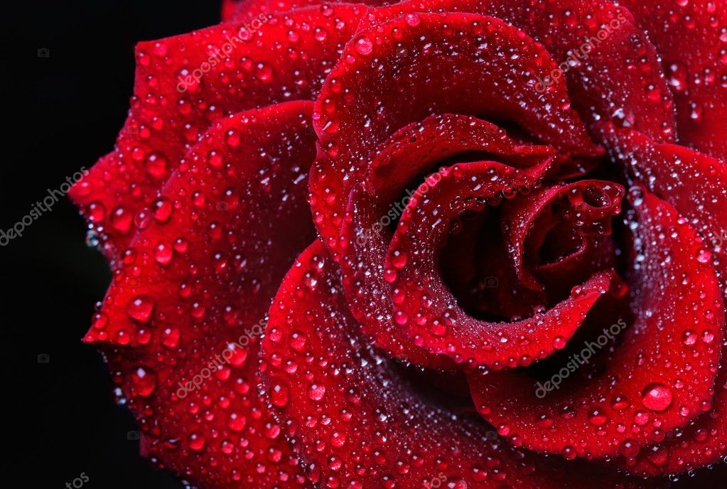 gotas de rocío rosa — Foto de stock © mikdam #4217778