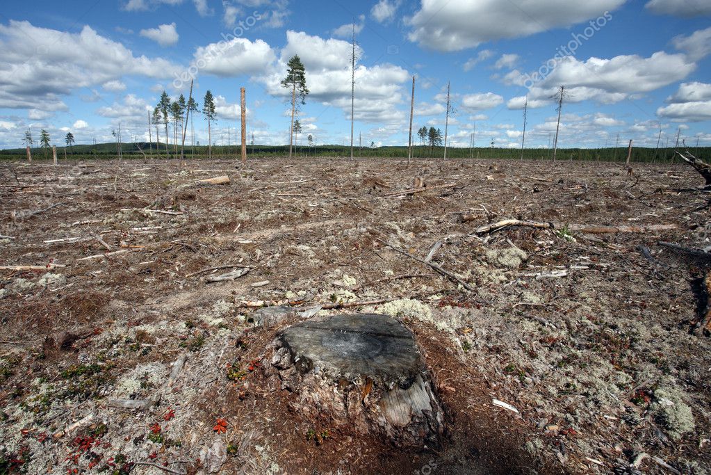 Vernietiging bos kappen van natuurlijke bossen, Noord-Zweden ...