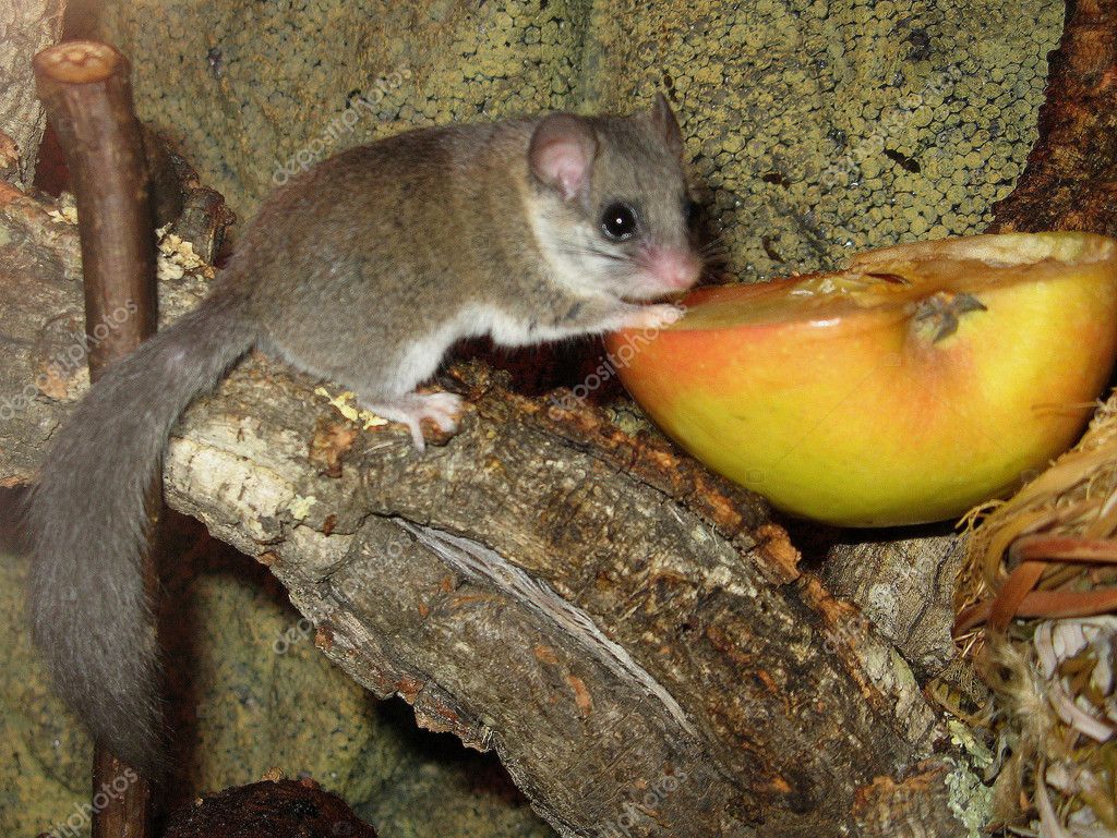 African dormouse — Stock Photo © meerisusi #4176908
