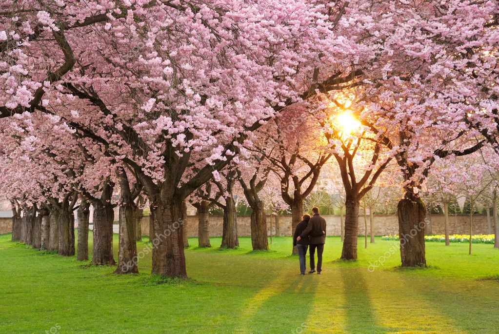 Magnificent springtime scenery — Stock Photo © Smileus #4921780