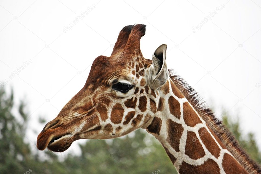 Head of giraffe — Stock Photo © harry88pl #4211498