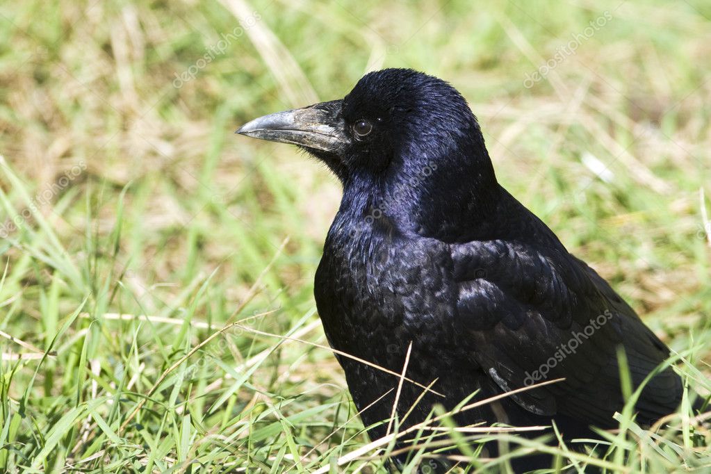 Rook on the field / Corvus frugilegus — Stock Photo © FlorianA #4918258