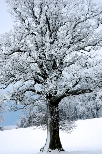 Oak tree winter Stock Photos, Royalty Free Oak tree winter Images ...