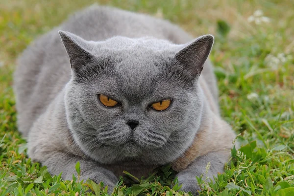 Katt gatan Stock Photos, Royalty Free Katt gatan Images | Depositphotos