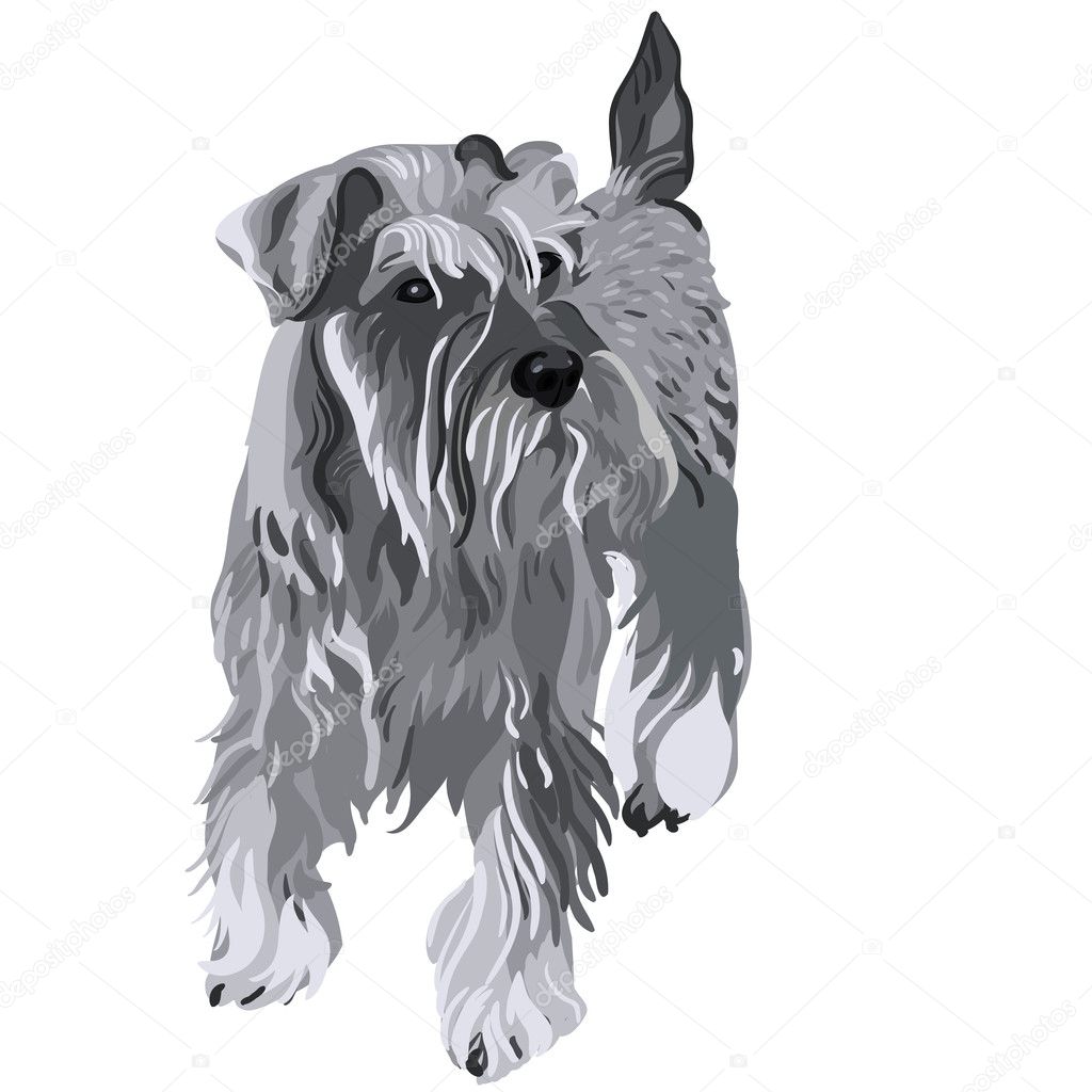 Vector Miniature Schnauzer dog Stock Vector Image by ©olgacov #5316996