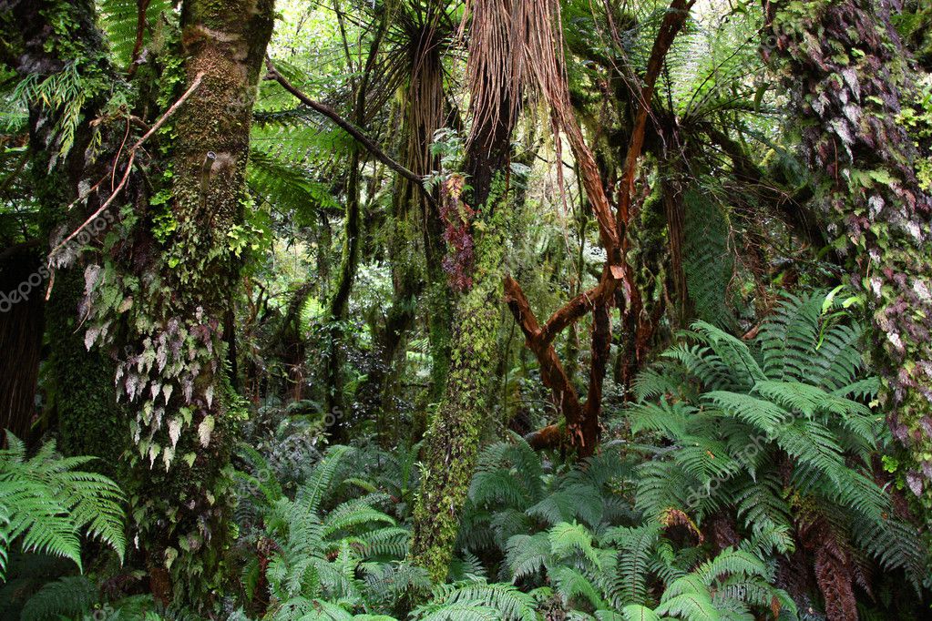 Nueva Zelanda. Exuberante selva templada en el Parque Forestal Catlins ...