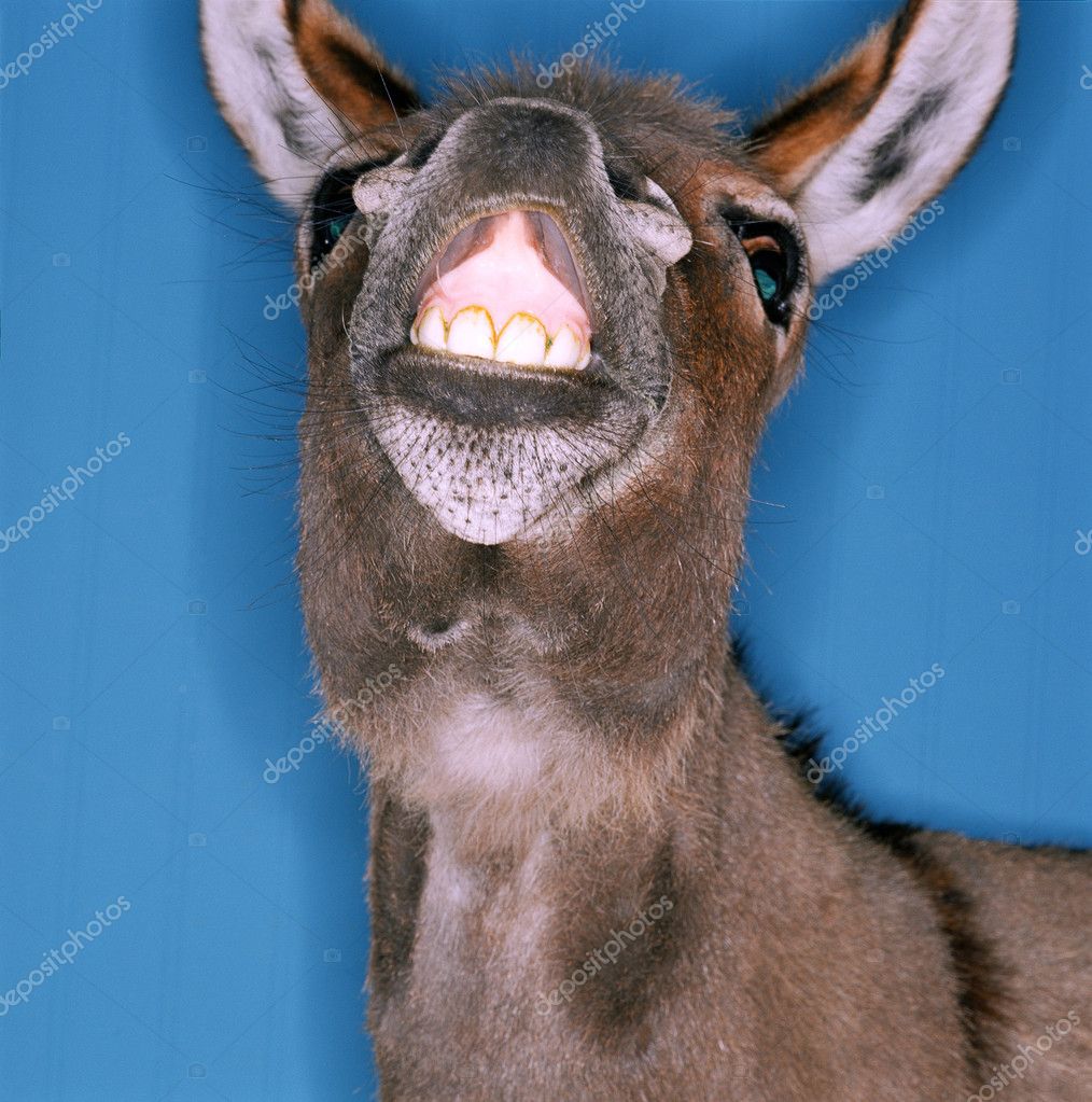 Donkey — Stock Photo © quach #4557773