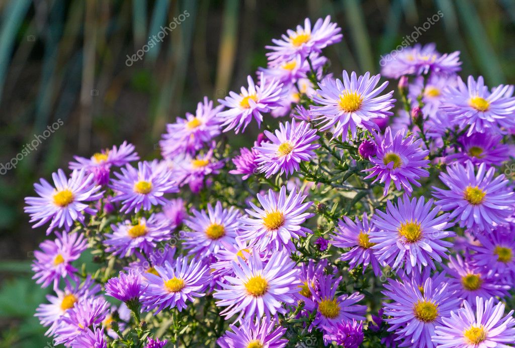 Autumn flowers Stock Photo by ©wildman 4494931