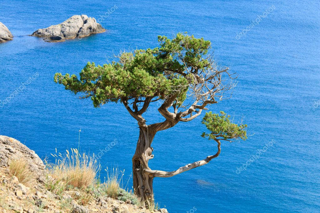 Juniper tree — Stock Photo © wildman #4651747