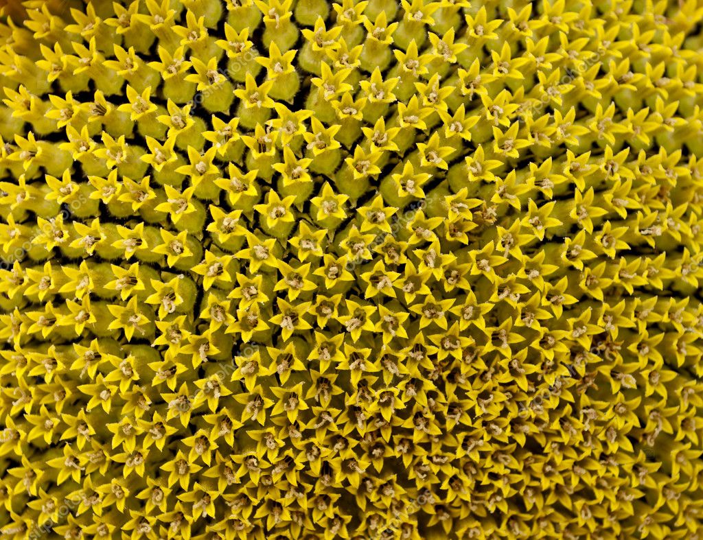 Sunflower texture — Stock Photo © vtopko #4484034
